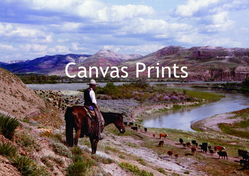 Prints | Kim Taylor